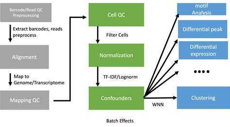 Install R Packages And Load The Them For Importing Data To Seurat For Qc