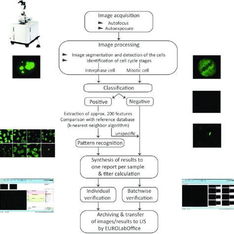 Ana Immunofluorescence Patterns Recognized By The Europattern Suite Download Scientific