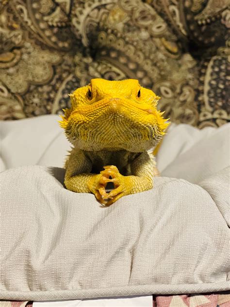 Bearded Dragon Cute Lizard Bearded Dragon Cute Bearded Dragon Funny