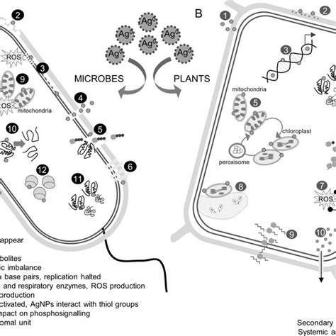 Green Synthesis Of Agnps From Plants A Green Synthesis Methods For