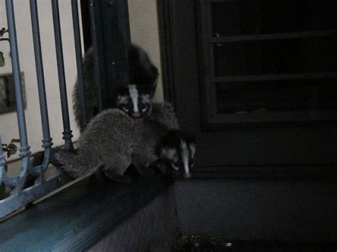 ハクビシンの生態や特徴を理解して対策を取ろう！｜おしえて！田舎センセイ！