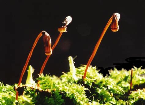Reproductive System Of Mosses Plant World