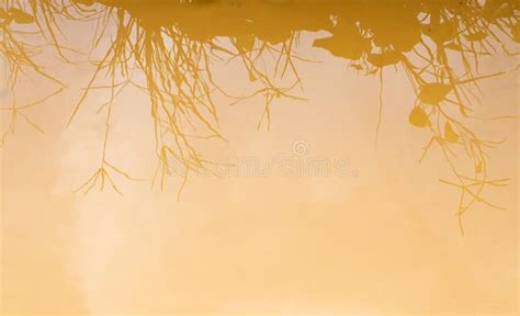 Background Of Muddy Water Reflection Of Grass In Water Stock Image Image Of Color Garden