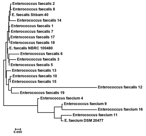The Antimicrobial Resistance And Prevalence Of Enterococcus Species In Saudi Arabia Journal Of
