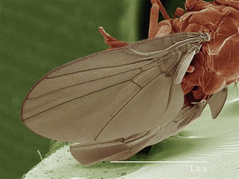 Coloured Sem Of Leaf Mining Fly Agromyzidae Digital Art By Gregory S
