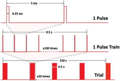 Infrared Neural Stimulation Paradigm Used In Simulation Download Scientific Diagram