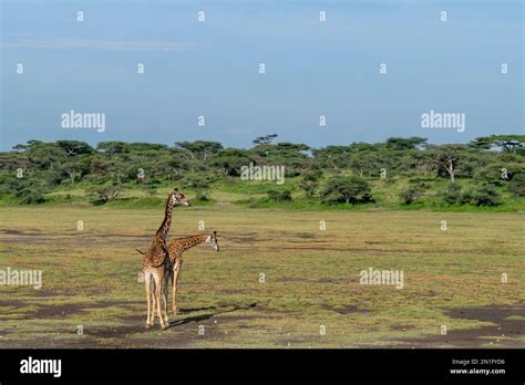 Two Masai Giraffes Giraffa Camelopardalis Tippelskirchi Ndutu