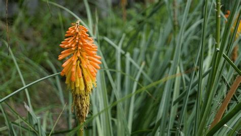 895 Candy Corn Flower Royalty Free Photos And Stock Images Shutterstock