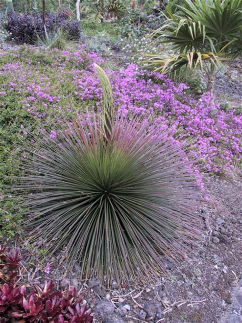 Agave Geminiflora Twin Flowered Agave World Of Succulents