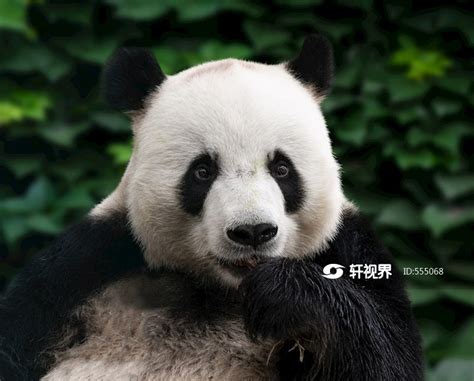 大熊猫萌大 图片 轩视界