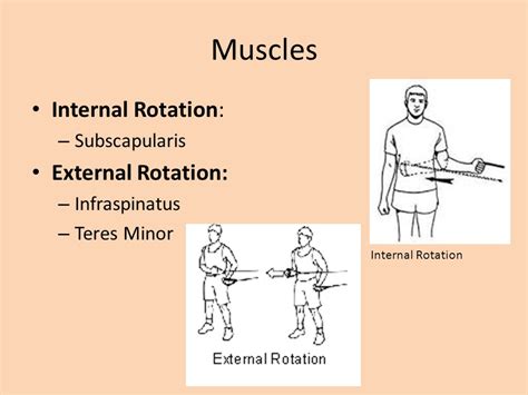 Shoulder Anatomy And Physiology Review Ppt Video Online Download