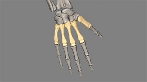 Premium Photo The Metacarpals Are Long Thin Bones That Are Located Between The Carpal Bones In