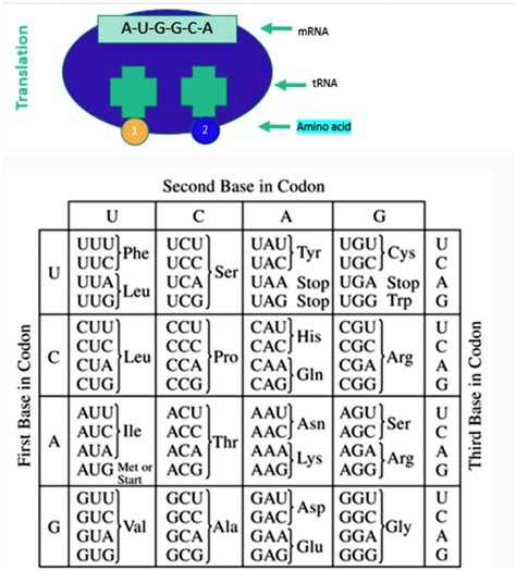 Solved Using The Chart Translate The Mrna Into Amino Acids Amino Acids Abbreviations Plz A
