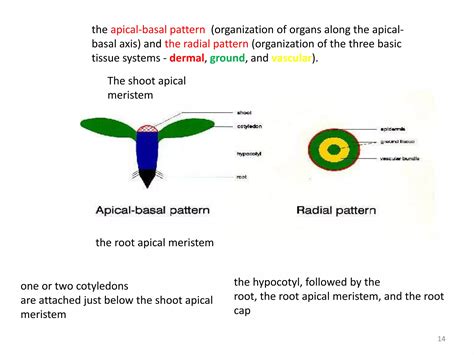 Plant Embryo Development Pptx