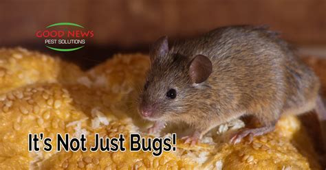 Its Not Just Bugs Part 1 Good News Pest Solutions Green Pest
