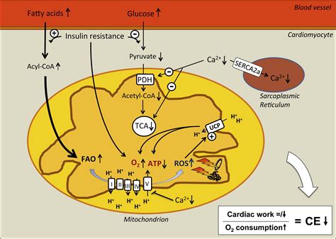 Diabetes Mellitus And Myocardial Mitochondrial Dysfunction Heart Failure Clinics
