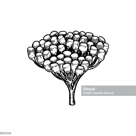 손으로 그린 열매 무리는 흰색에 고립되어 있습니다 스케치 스타일의 벡터 그림 0명에 대한 스톡 벡터 아트 및 기타 이미지 0명 검은색 고풍스런 Istock