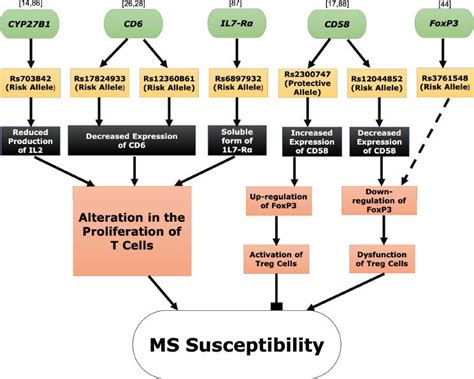 This Figure Represents A Functional Analysis Of The Main Non Hla Ms