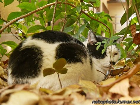 お酒臭いを何度も確認 街を歩けば そこに猫