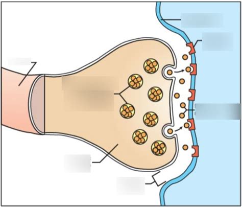 Synaptic Signaling Diagram Quizlet