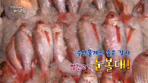 생선구이의 강자 붉은물고기 눈볼대와 홍감펭 어영차바다야 Youtube
