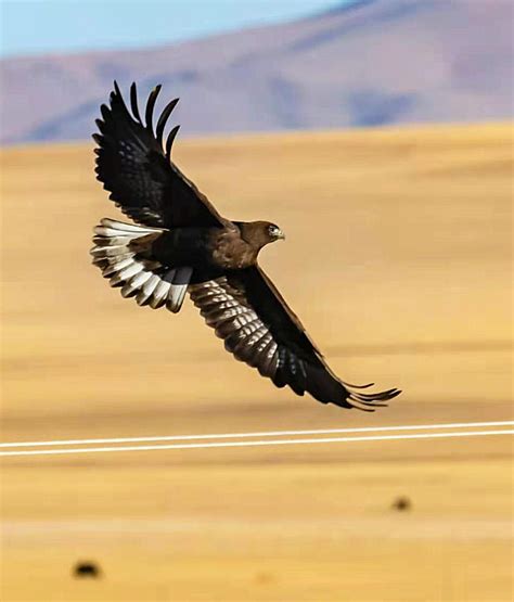 西藏鸟类有多少种，观 拍鸟攻略、观鸟地和摄影技巧 本省各种鸟类大全集锦 分布的鸟类品种 鸟类图库 国内外鸟讯信息 国际旅游摄影网