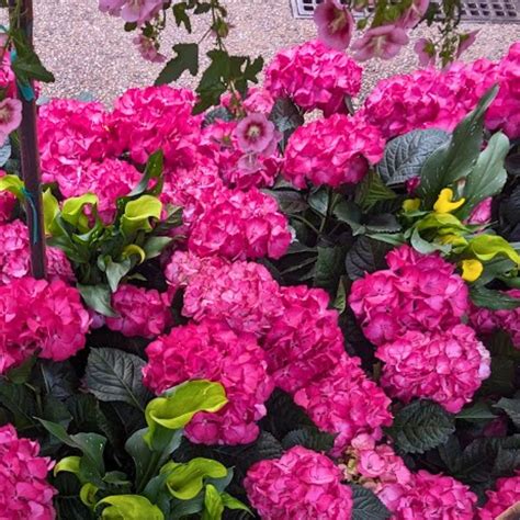 Pink Flowering Shrubs For Any Garden