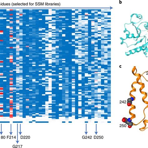 Screening Data From Enzyme Engineering Round 1 SSM Libraries A Heat Download Scientific