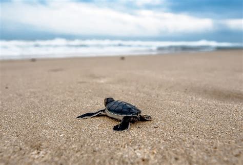 Warning Ora 16853 Apply Lag Has Exceeded Specified Threshold In 19c Gpsos Es