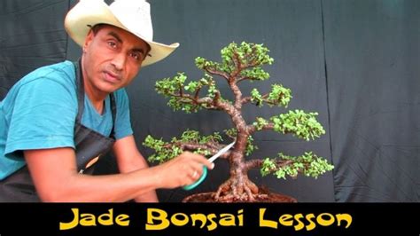 Jade Bonsai Lesson Correct Way Of Pruning Jade Bonsai Jade Plant