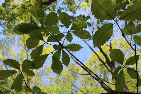 Swamp Chestnut Oak For Sale Wildtree Native Tree Farm