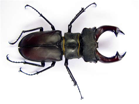 Lucanidae Stag Beetles