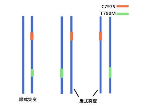 奥西替尼耐药后方案布加替尼 西妥昔单抗 印塔健康官网
