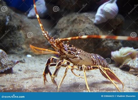 Tropical Rock Lobster Under Water Stock Image Image Of Adventure