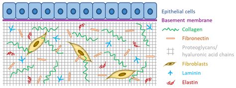 Structure Of Ecm With Main Components Proteoglycans Hyaluronic Acid Download Scientific
