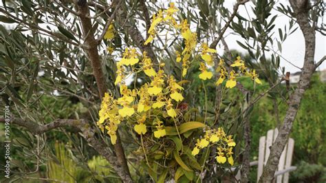 Orchids Closeup View Of An Oncidium Bifolium Also Known As Gomesa Bifolia With Yellow Flowers