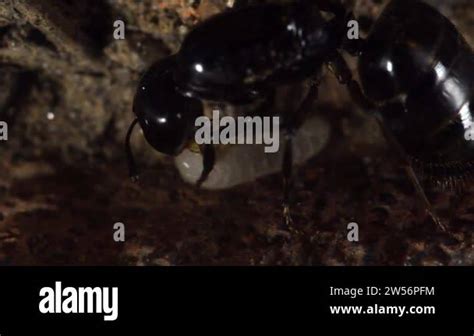 Queen Ant And Larva In Artificial Anthill First Time When The Queen The Larvae And The Eggs