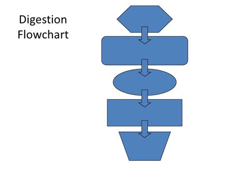 Digestive System Flow Chart