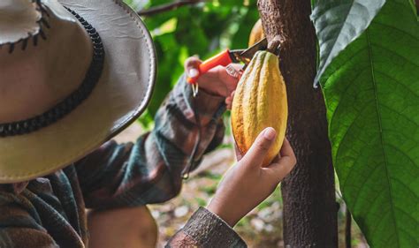 Close Up Hands Of A Cocoa Farmer Use Pruning Shears To Cut The Cocoa
