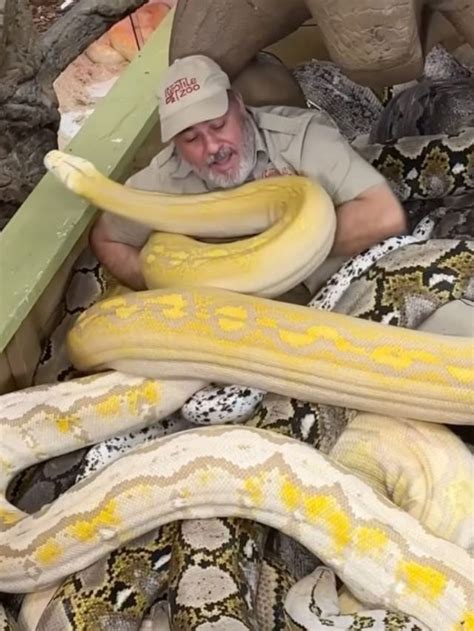 वशलकय अजगर क बच म जकर लट गय शखस VIDEO दख सहम गए लग TV9 Bharatvarsh