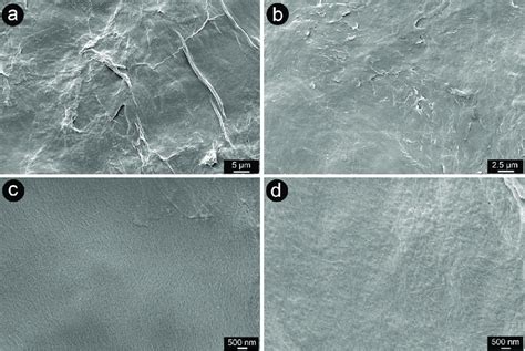 Sem Images Showing The Surface Morphology Of B Chitin Isolated From The Download Scientific