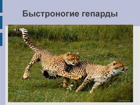 Африка Животный и растительный мир презентация онлайн