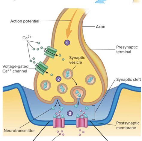 Synapses Flashcards Quizlet