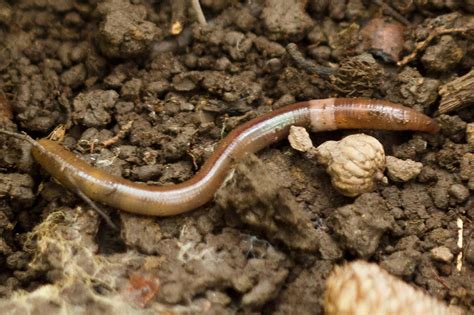Earthworm Invasion Stanford Report