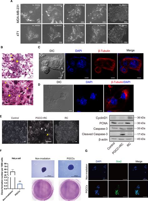 Polyploid Giant Cancer Cells Contribute To Tumor Repopulation Via Download Scientific Diagram