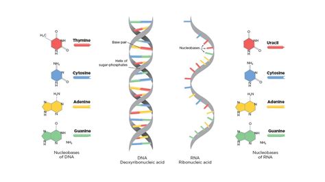A Guide To Dna And Rna Quantification And Quality Technology Networks