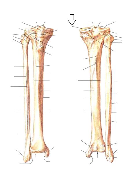 Tibia And Fibula Diagram Unlabeled
