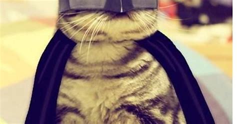 Nan Nan Nan Nan Nan Nan Na Na Oh A Mouse Imgur