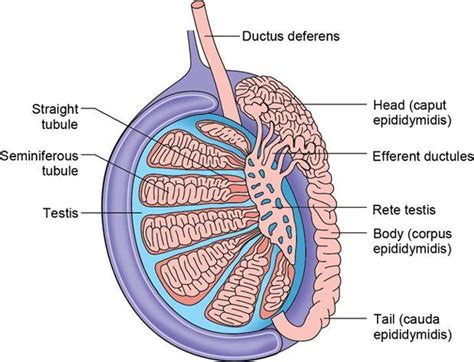 Epididymis Radiology Key