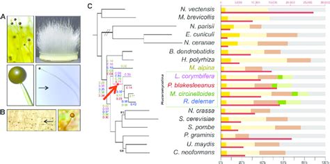 Sensory Perception And Genome Duplication In The Mucoromycotina